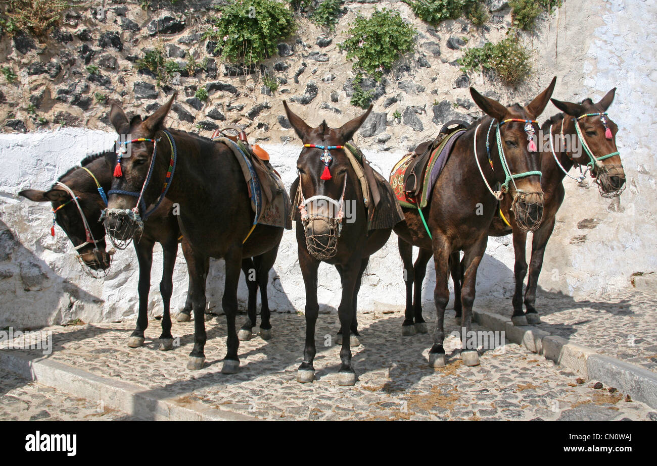 Asini sull'isola greca di Santorini Foto stock - Alamy