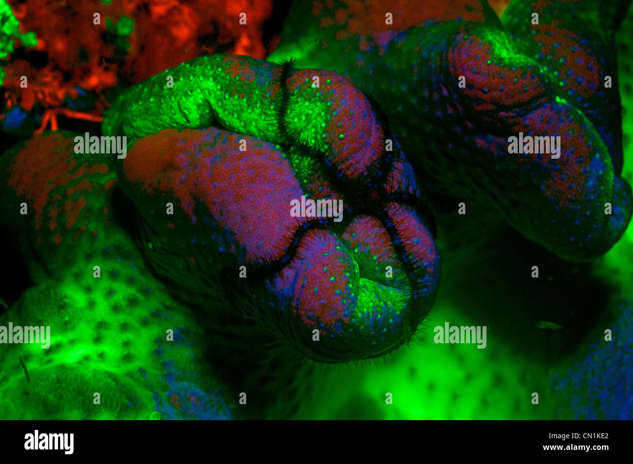 Fluorescenza subacquea immagini e fotografie stock ad alta risoluzione ...