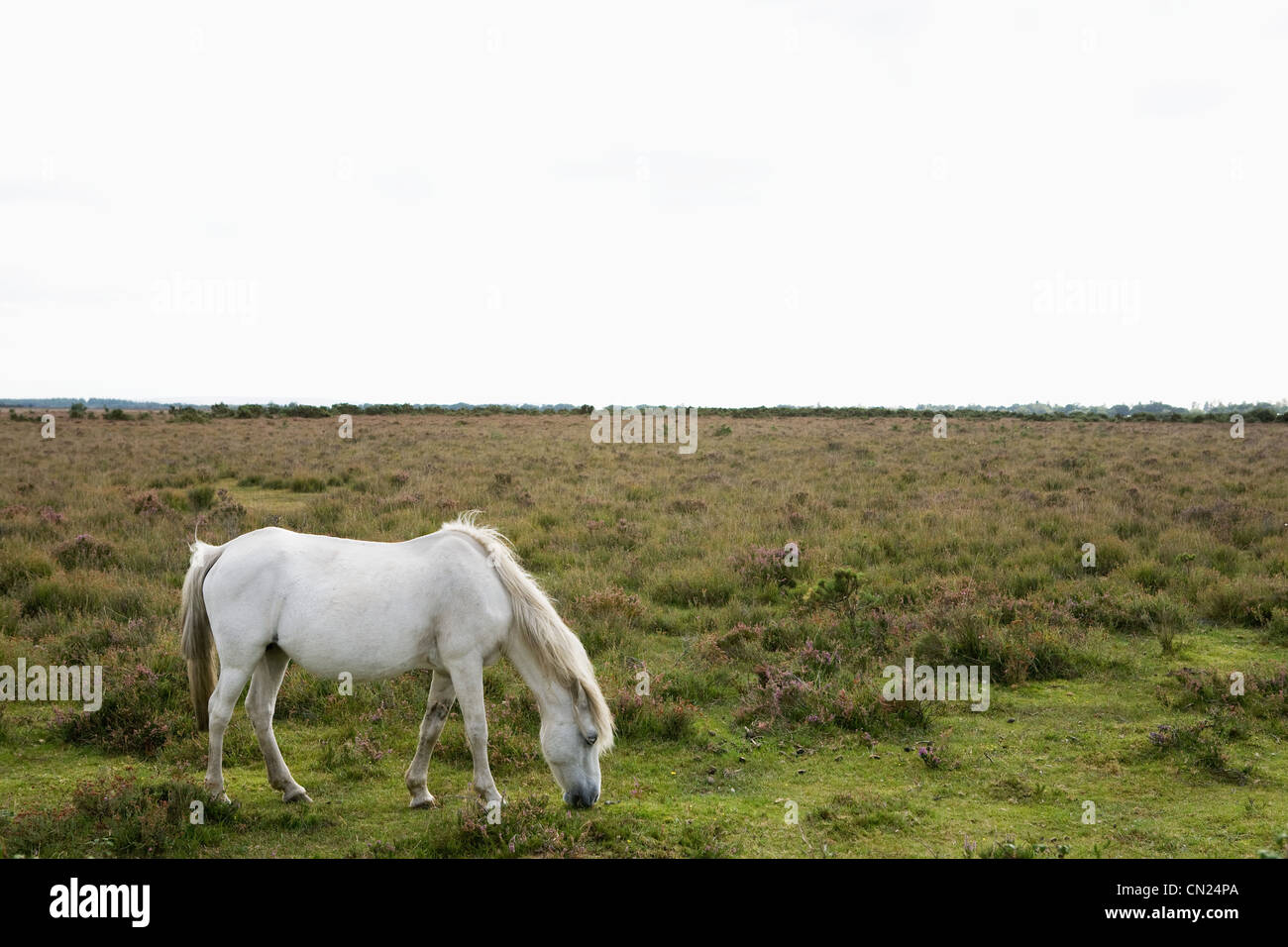 Cavallo al pascolo immagini e fotografie stock ad alta risoluzione - Alamy