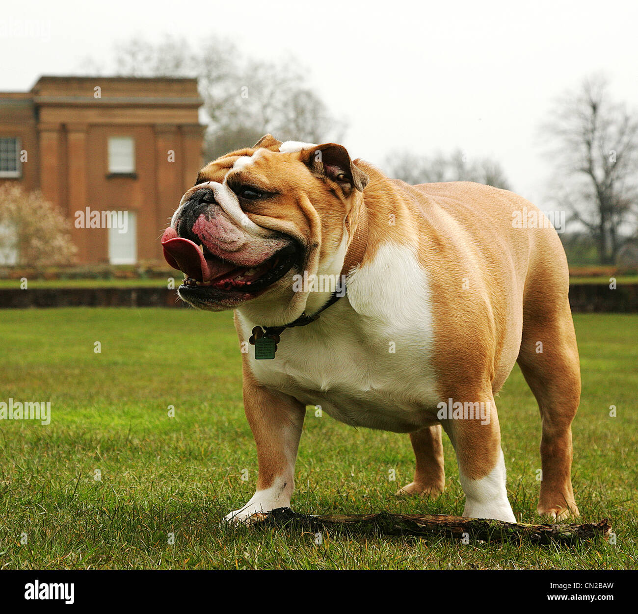 Bulldog ingles immagini e fotografie stock ad alta risoluzione - Alamy