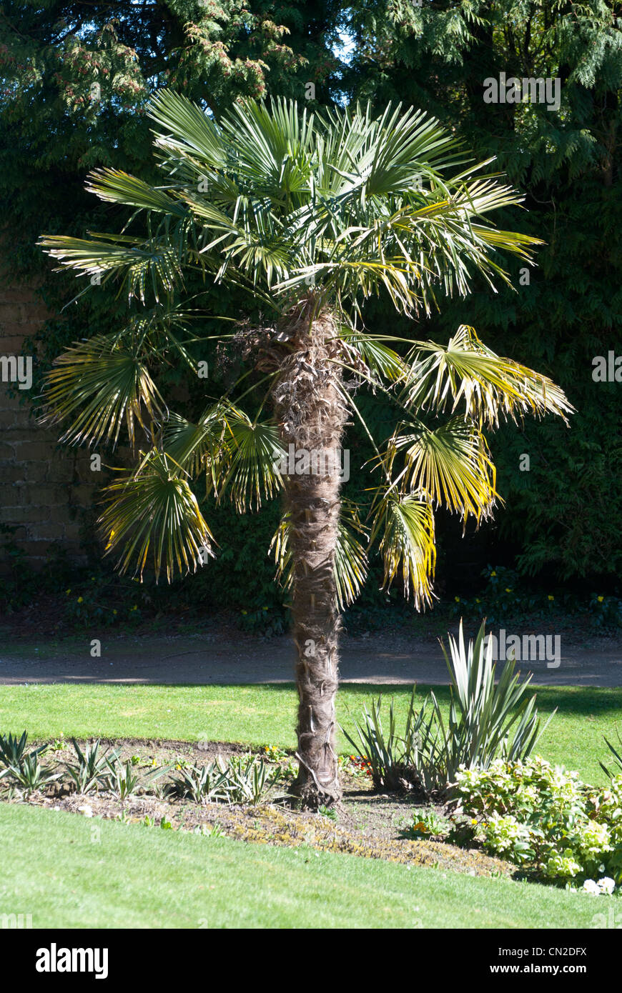 Palma trachycarpus fortunei chusan immagini e fotografie stock ad alta ...