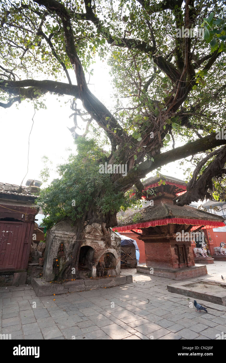 Radici kathmandu dell'albero immagini e fotografie stock ad alta ...
