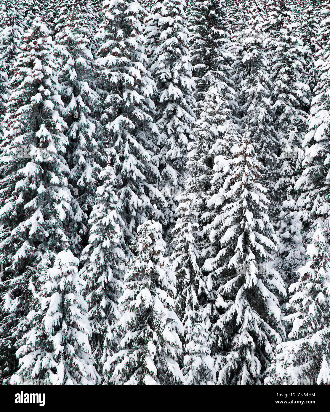 Alberi innevati immagini e fotografie stock ad alta risoluzione - Alamy