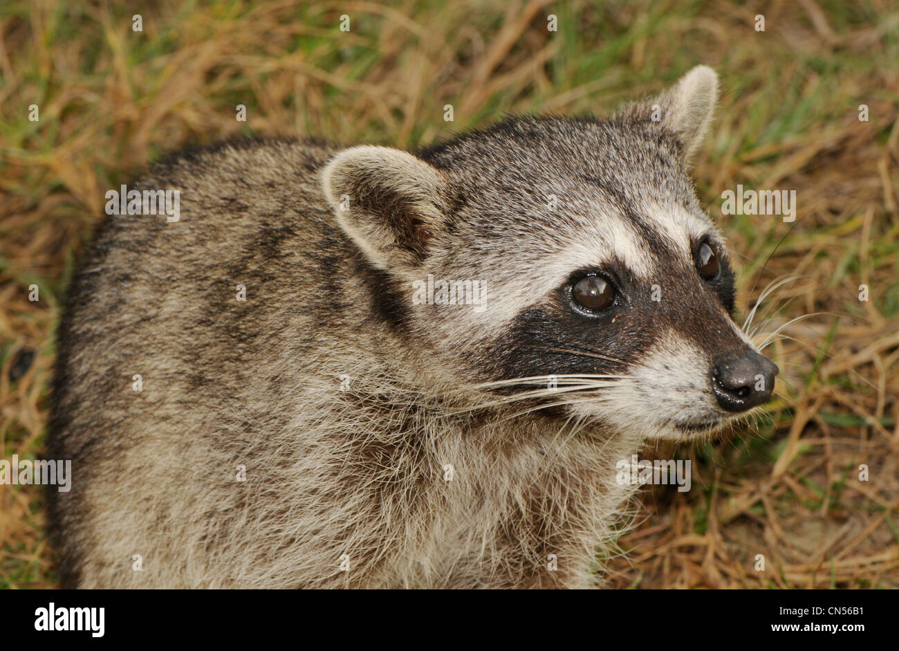 Procione di cozumel immagini e fotografie stock ad alta risoluzione - Alamy