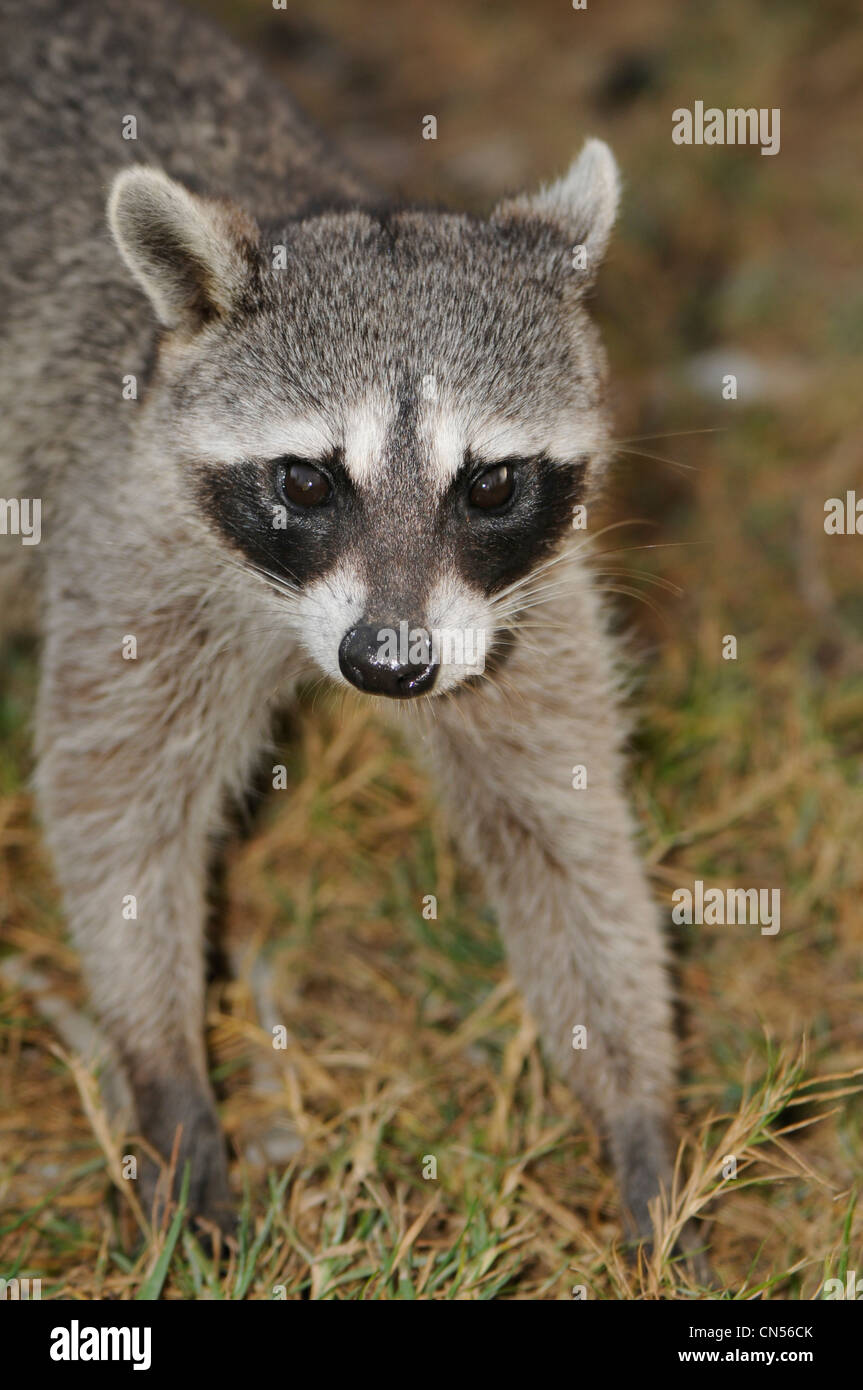 Procione di cozumel immagini e fotografie stock ad alta risoluzione - Alamy