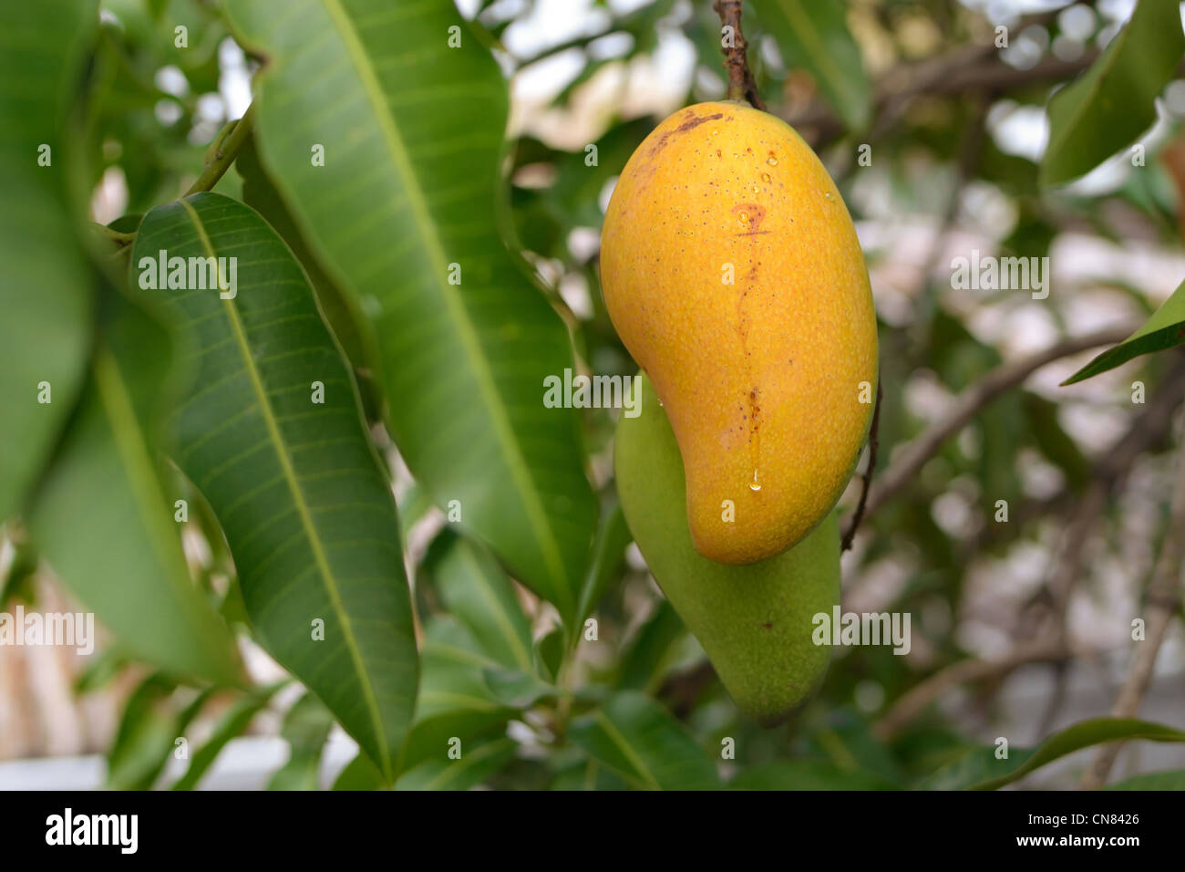 Mango tree mangifera indica fruits immagini e fotografie stock ad alta ...