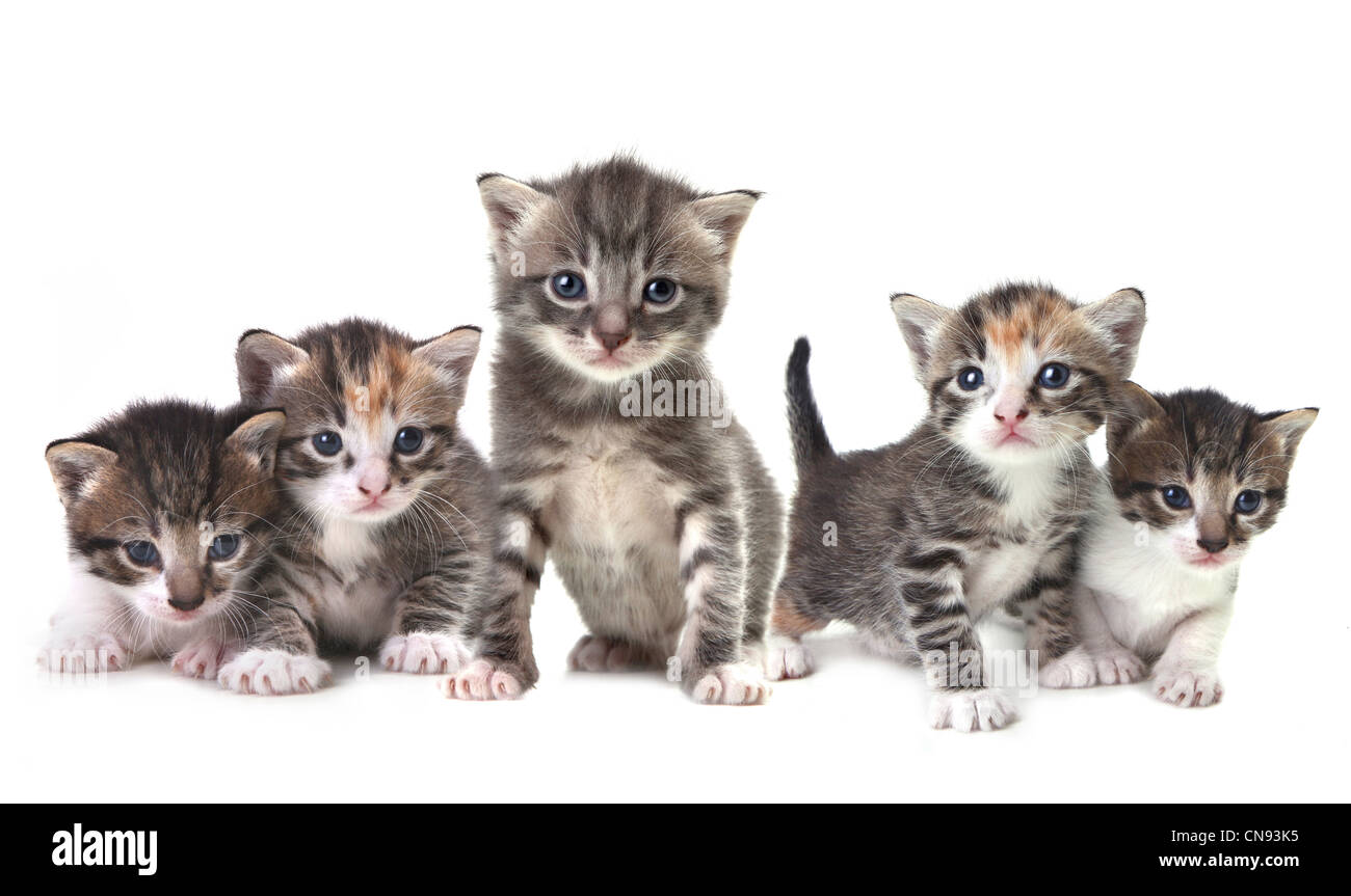 Gattini carini immagini e fotografie stock ad alta risoluzione - Alamy