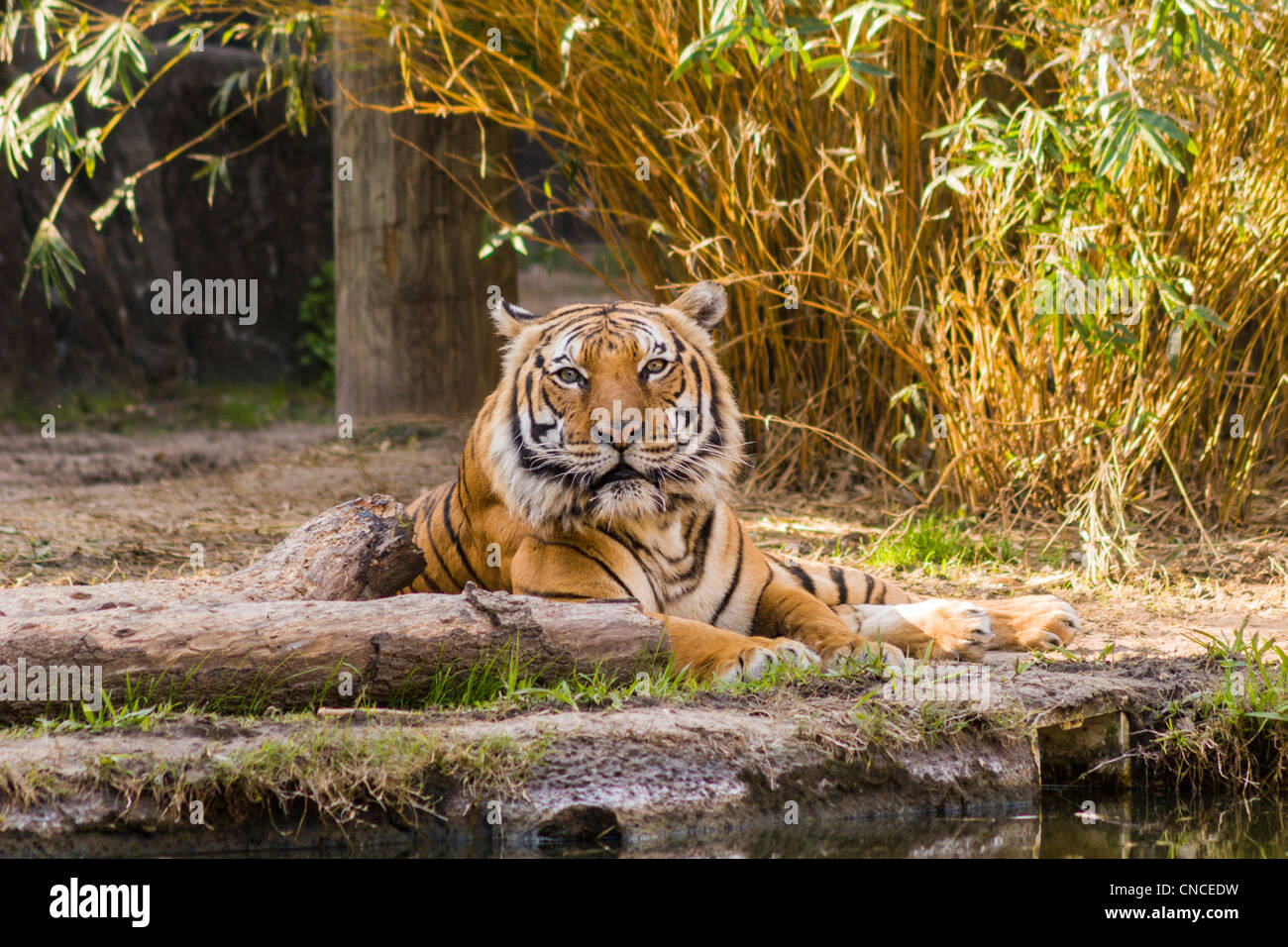 Habitat Della Tigre Del Bengala Da Vicino Con La Tigre Di Sumatra