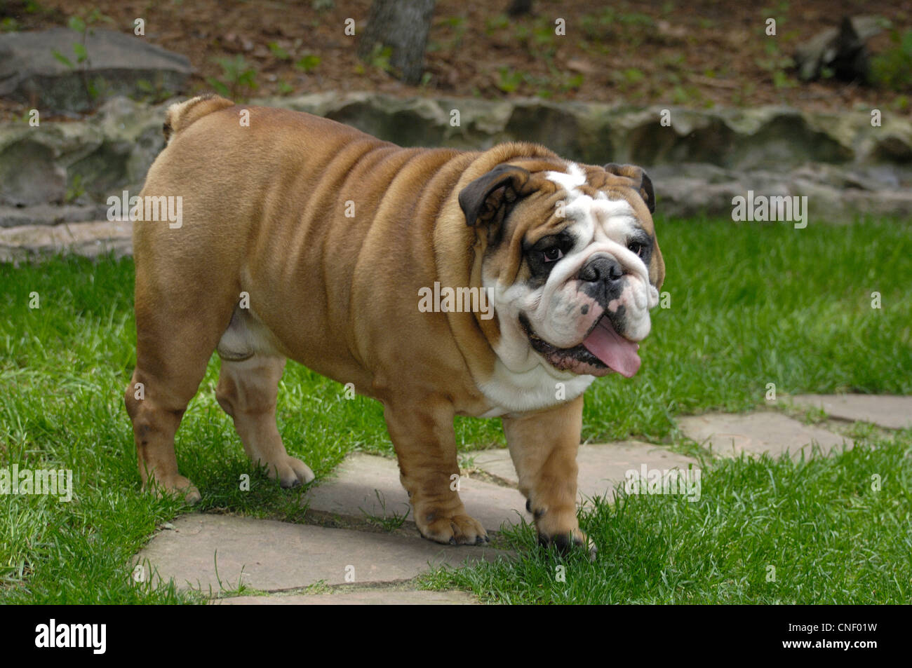 Bulldog ingles immagini e fotografie stock ad alta risoluzione - Alamy