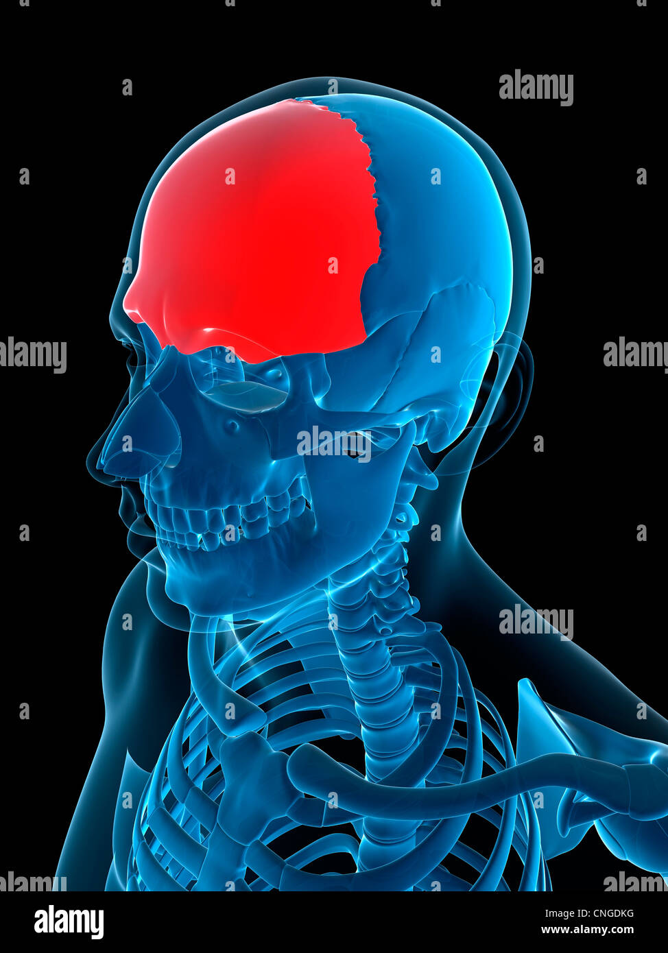 Osso frontale immagini e fotografie stock ad alta risoluzione - Alamy