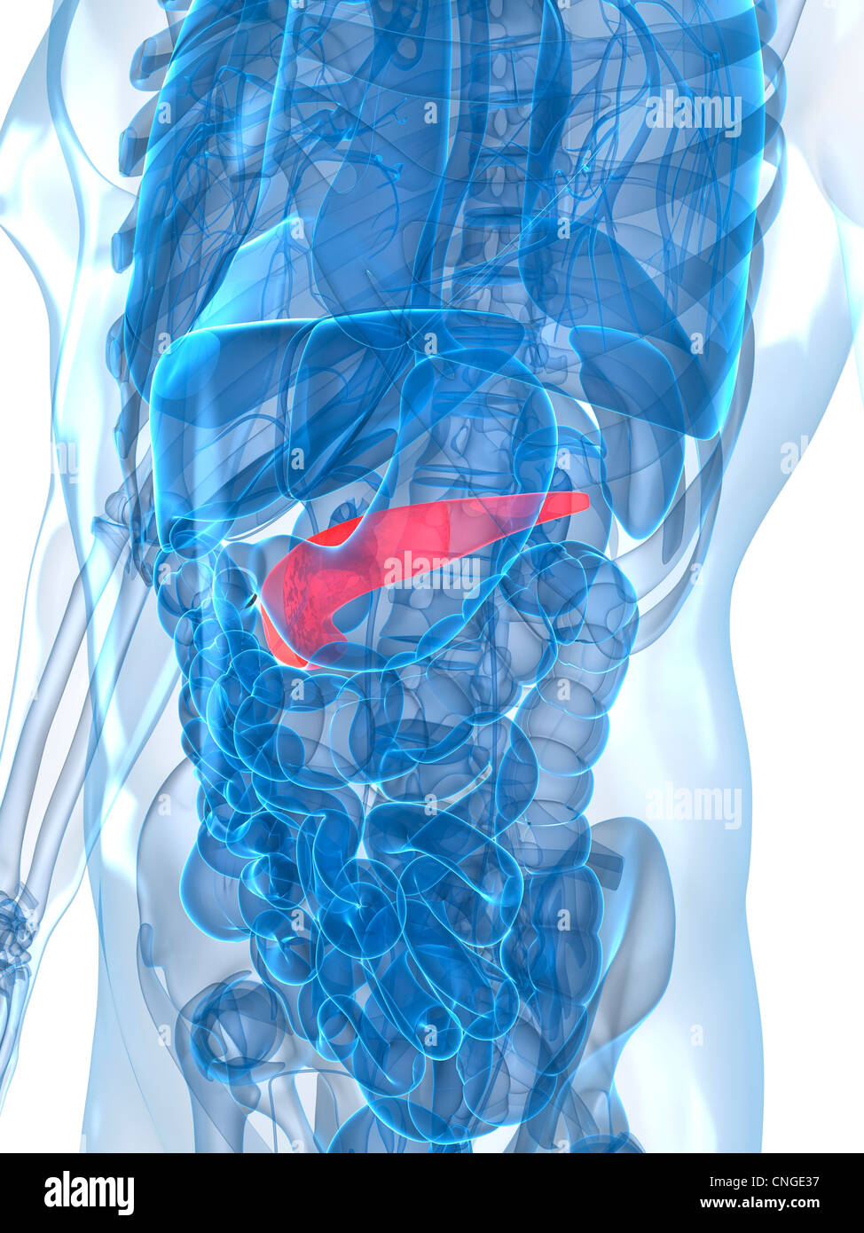Pancreas drawing immagini e fotografie stock ad alta risoluzione ...