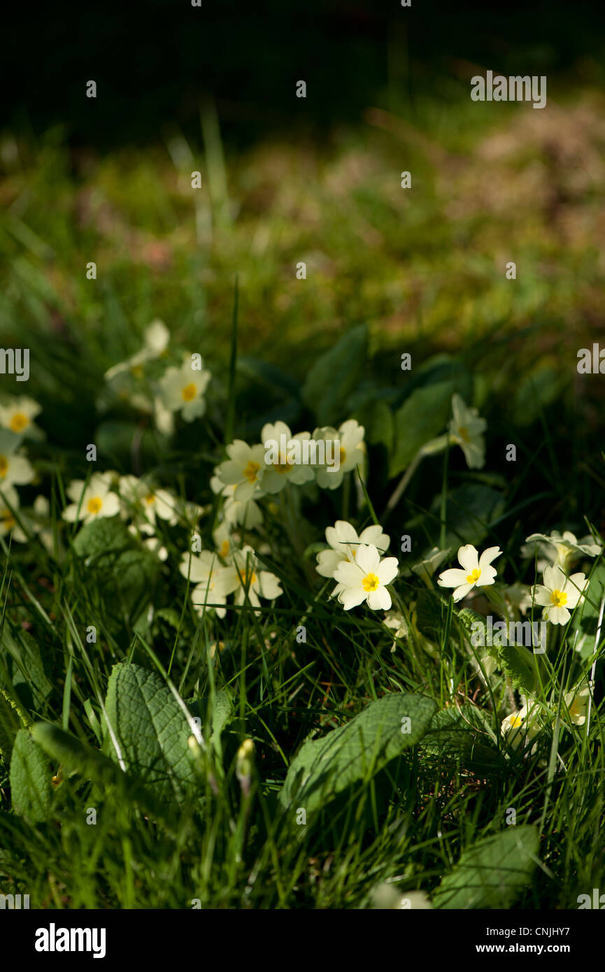 Primule al sole immagini e fotografie stock ad alta risoluzione - Alamy