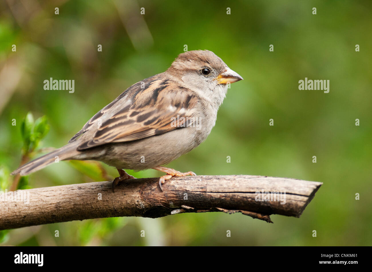 Volo di passero immagini e fotografie stock ad alta risoluzione - Alamy