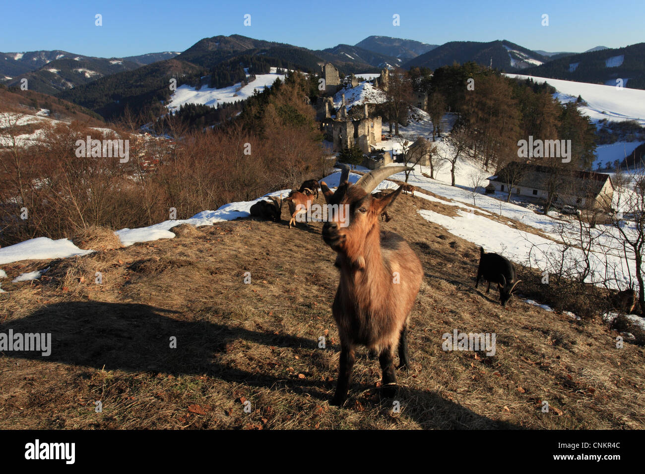 Capra alpina francese immagini e fotografie stock ad alta risoluzione ...