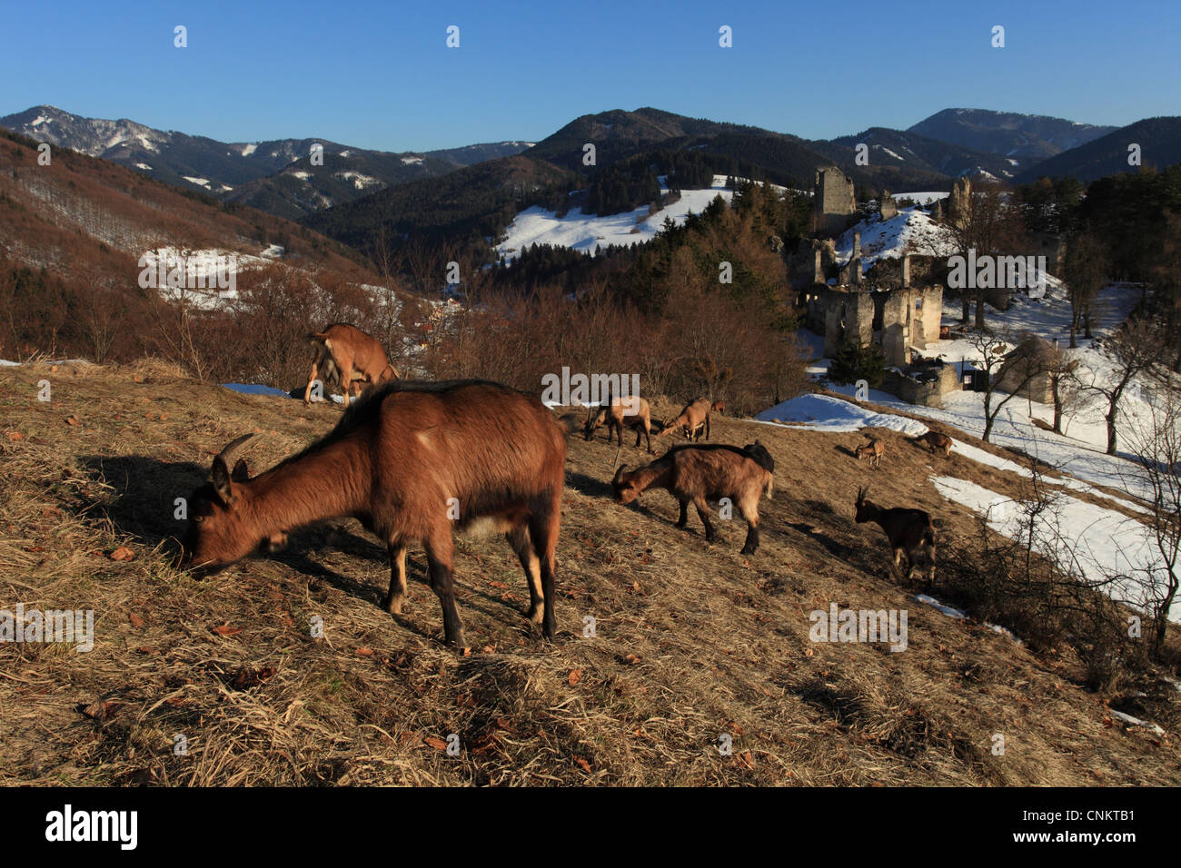 Capra alpina francese immagini e fotografie stock ad alta risoluzione ...