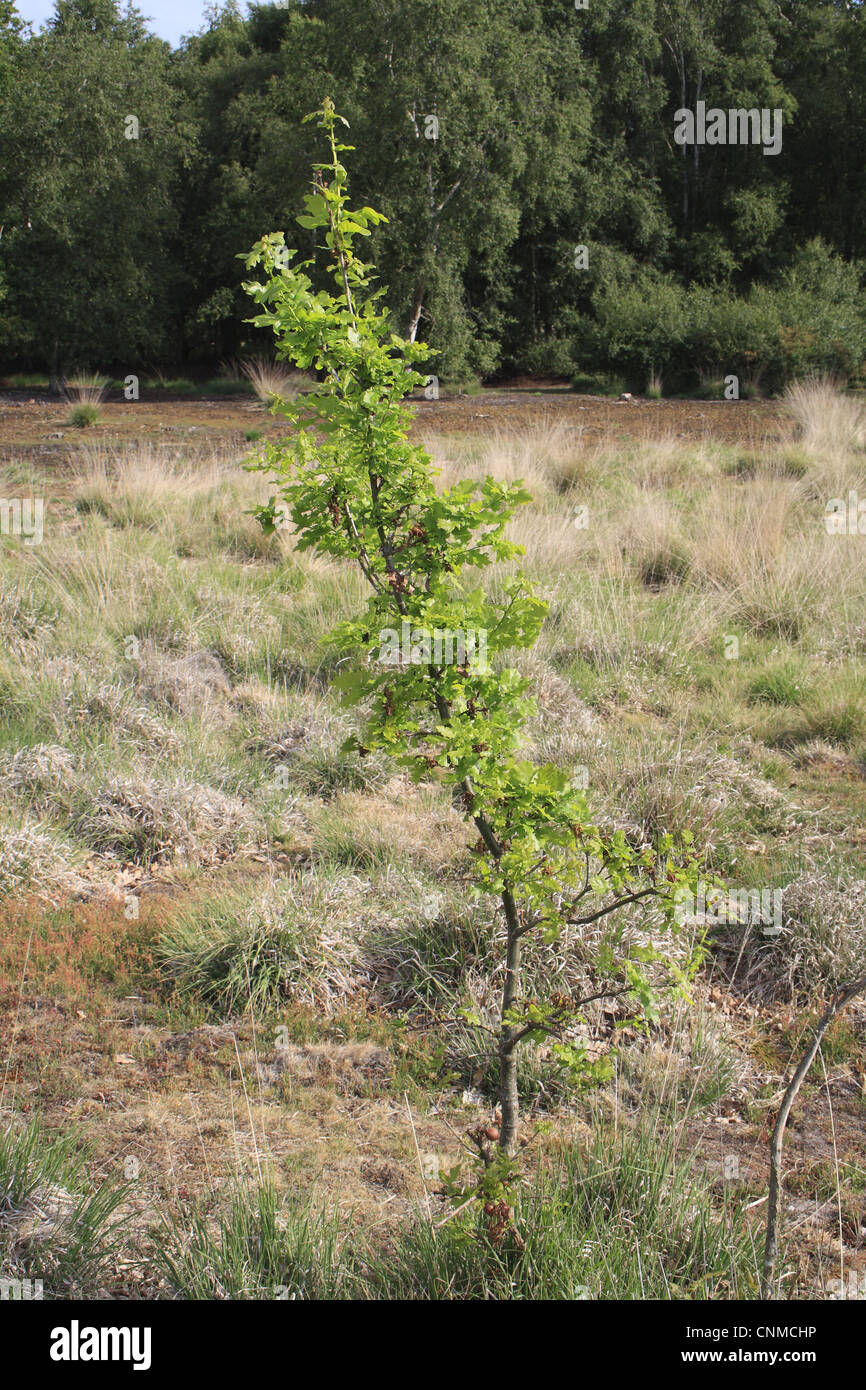 Progetto quercus immagini e fotografie stock ad alta risoluzione - Alamy