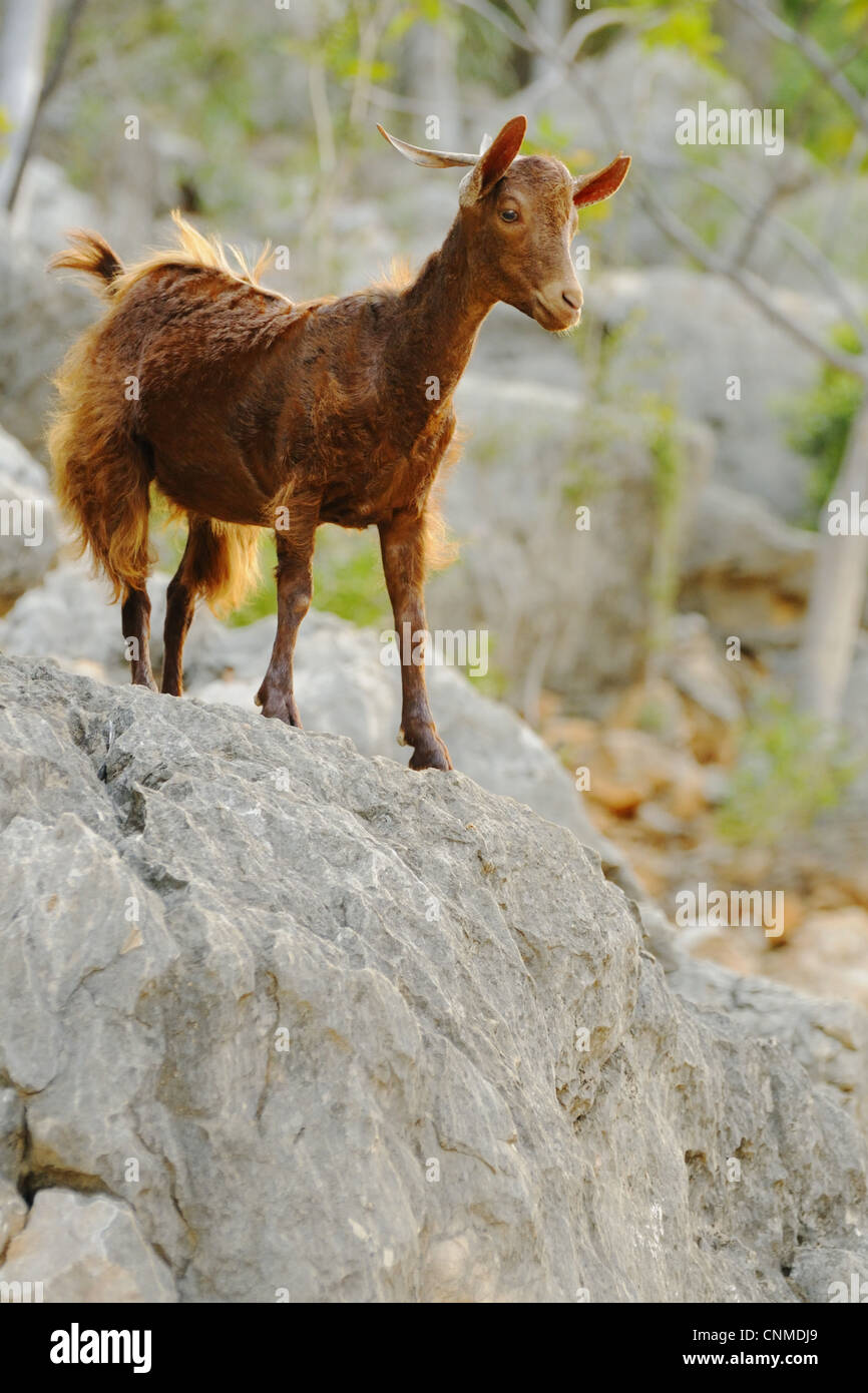 Capra domestica, adulto, in piedi sulla roccia, causa di sfruttamento ...