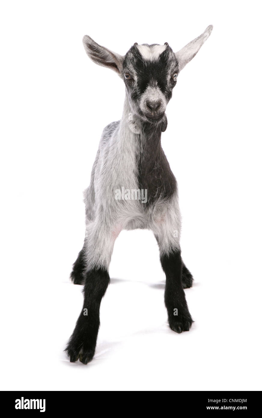 Giovane capra animale capretto animali mammifero di capra Immagini ...