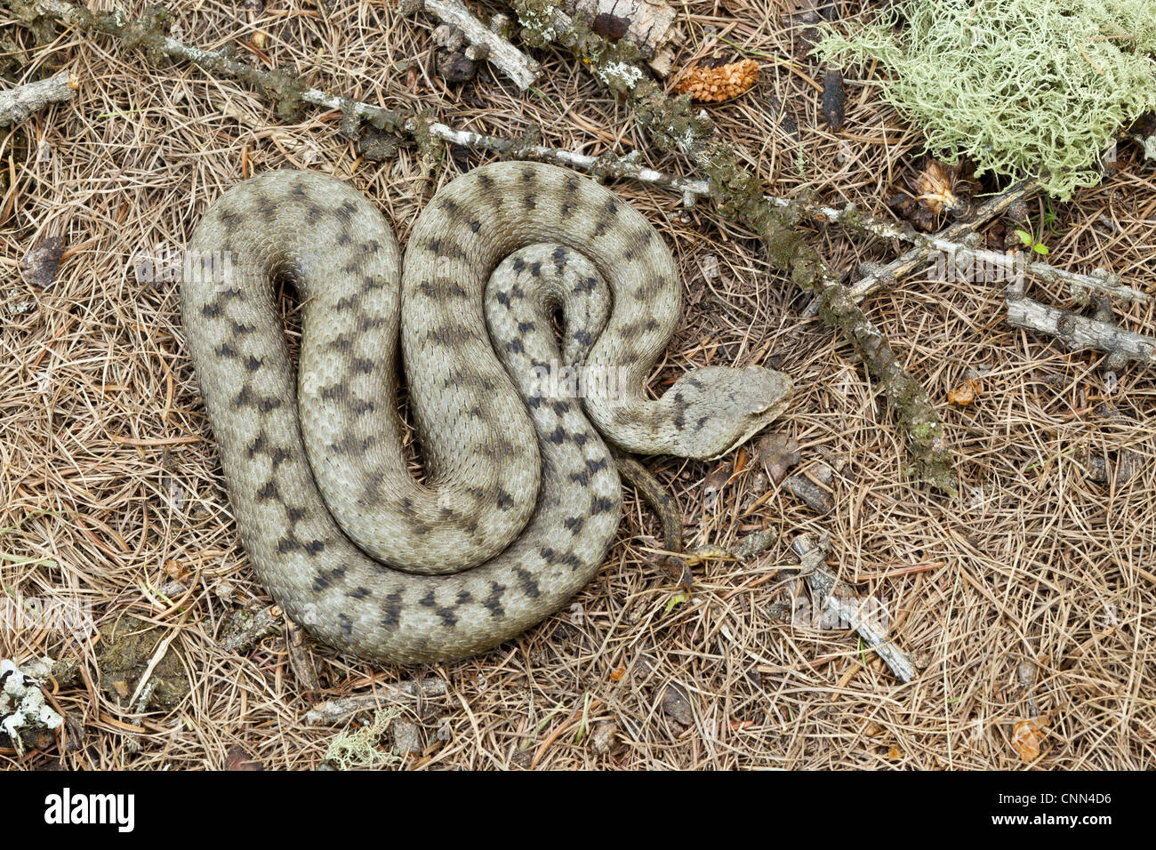 Italy vipera aspis immagini e fotografie stock ad alta risoluzione - Alamy