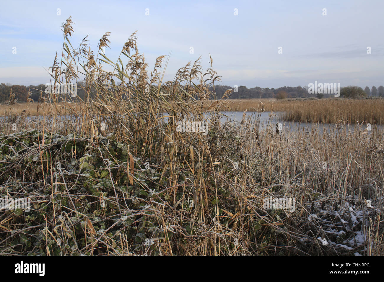 Rubus australis immagini e fotografie stock ad alta risoluzione - Alamy