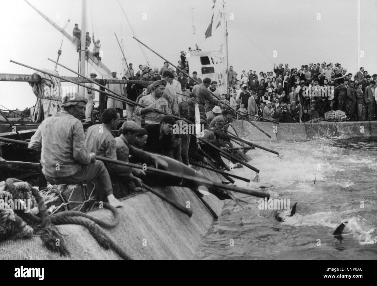 Sicily tuna fishing (mattanza) immagini e fotografie stock ad alta ...