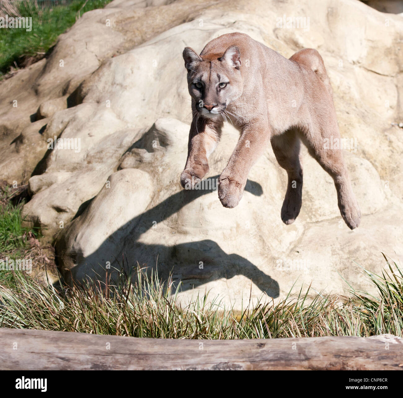 Puma jumping immagini e fotografie stock ad alta risoluzione - Alamy