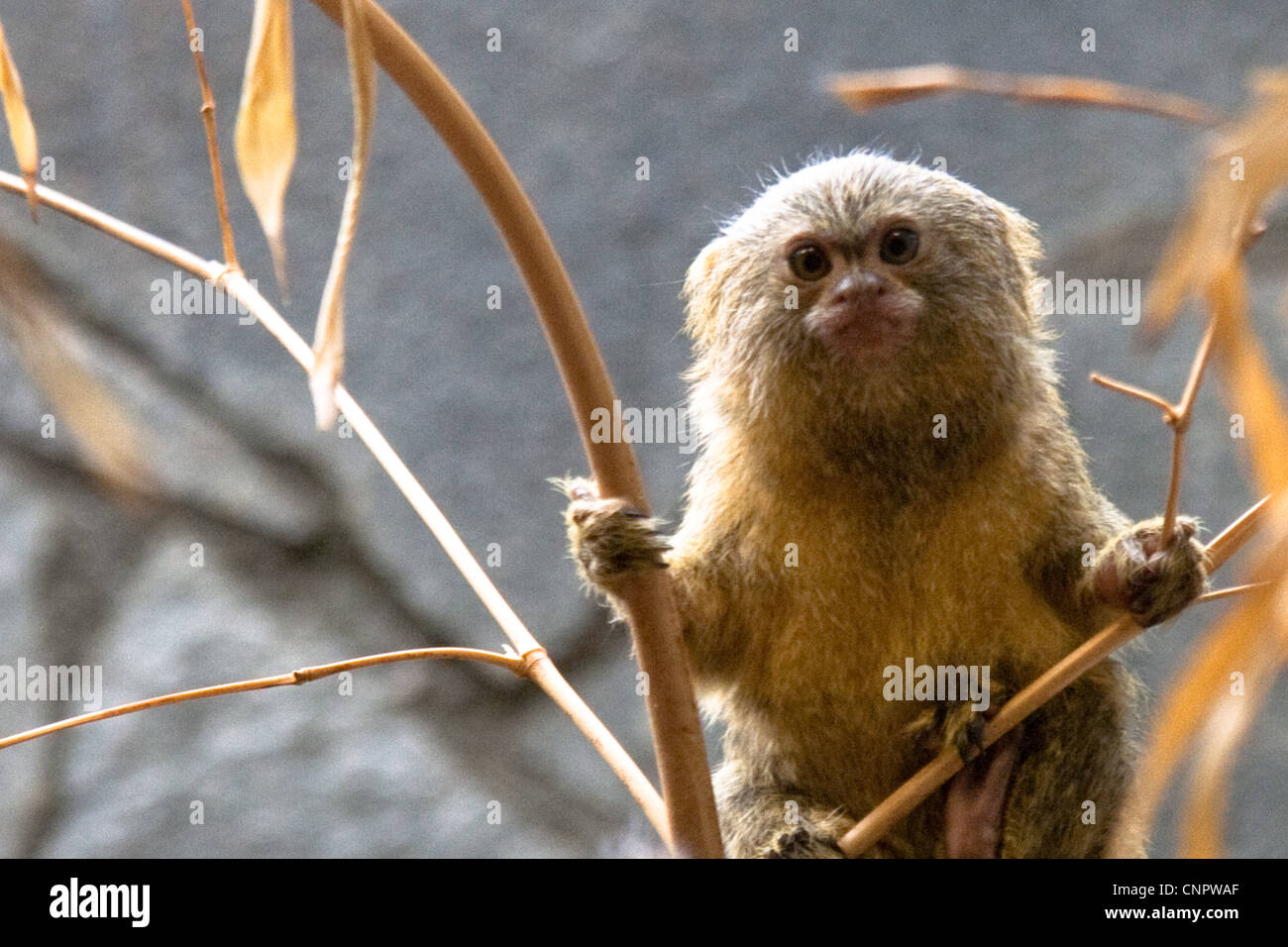 Uistitì pigmei immagini e fotografie stock ad alta risoluzione - Alamy