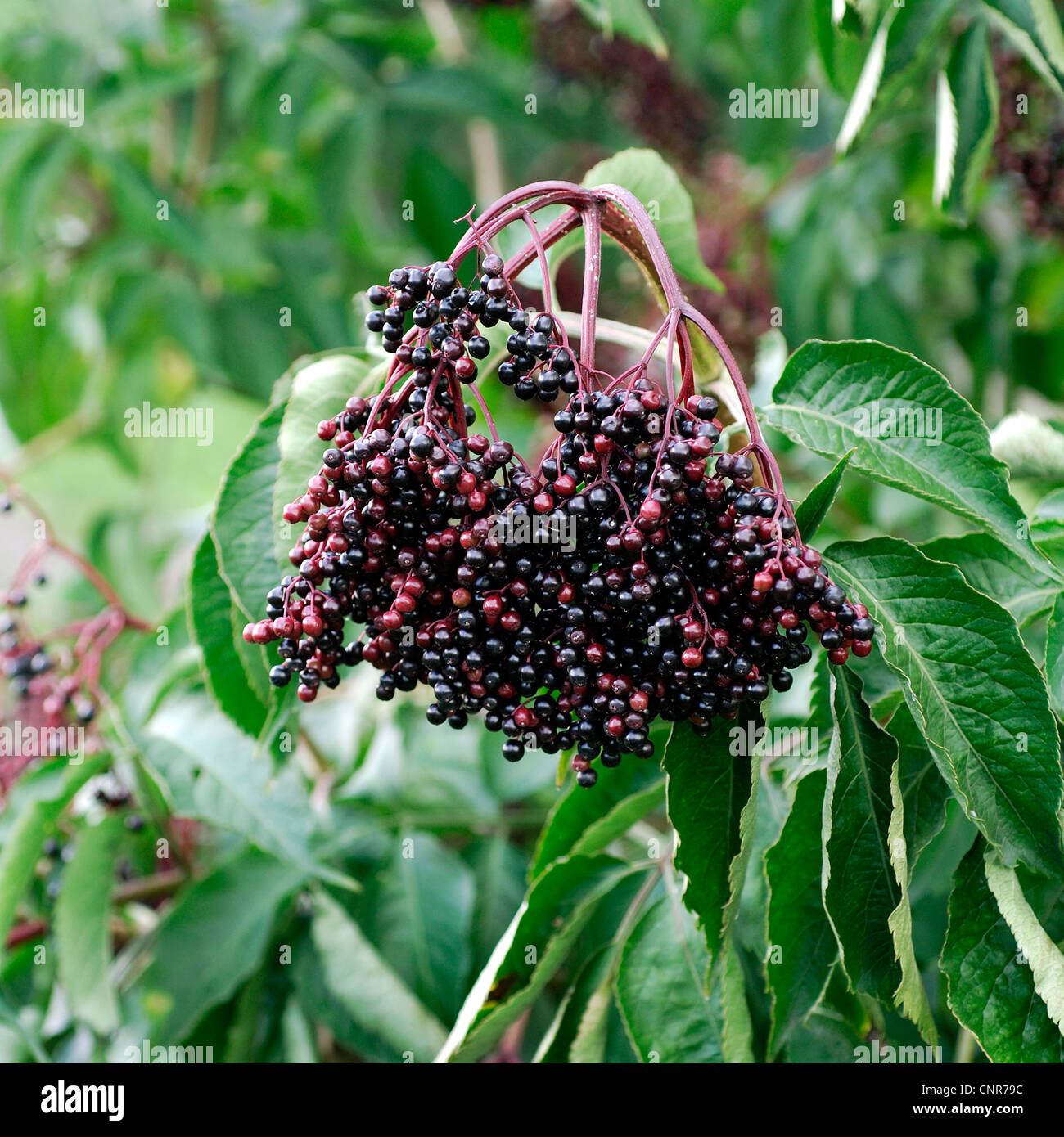 Mature elder tree sambucus nigra immagini e fotografie stock ad alta ...