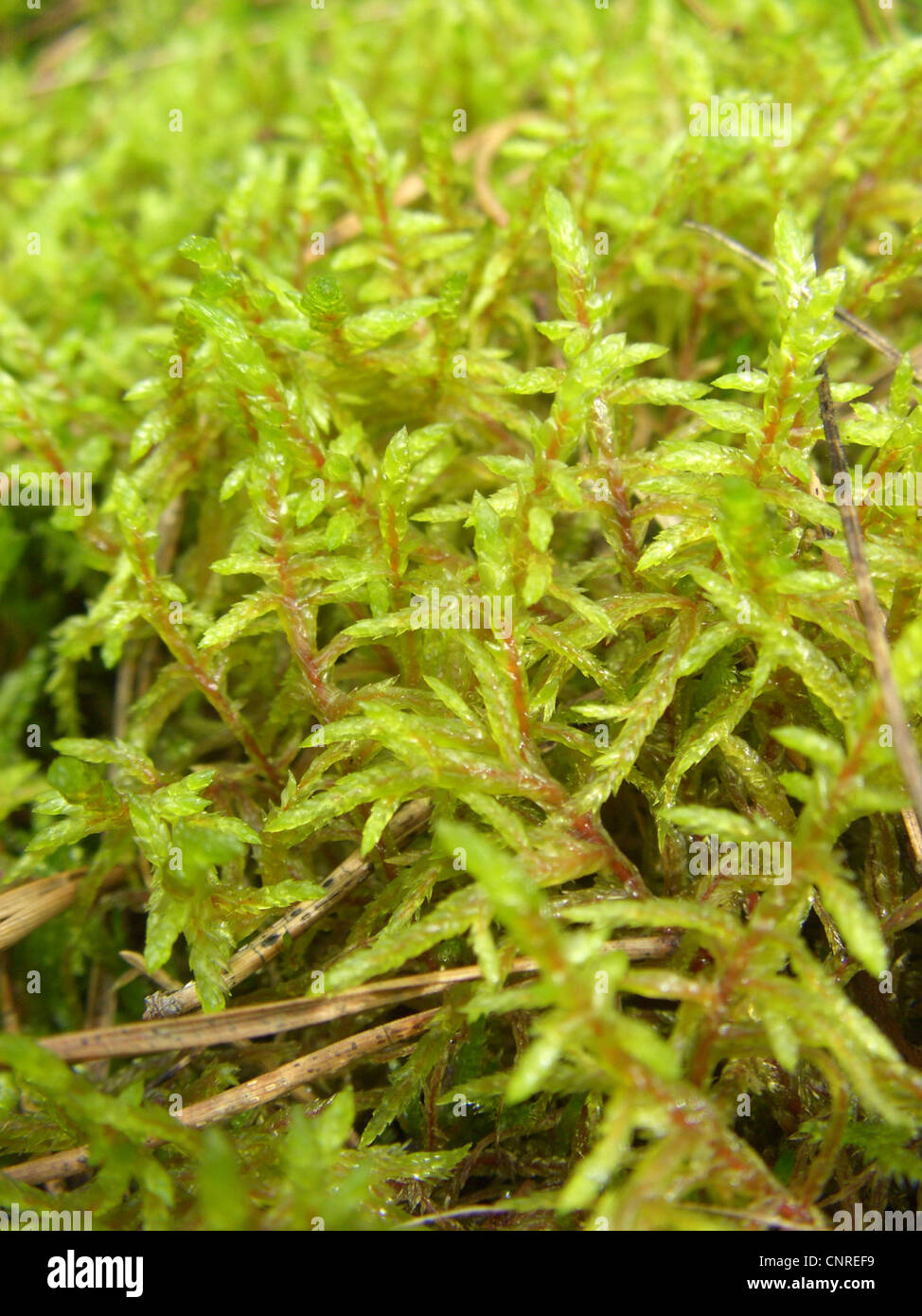 Pleurozium pleurozium schreberi immagini e fotografie stock ad alta ...