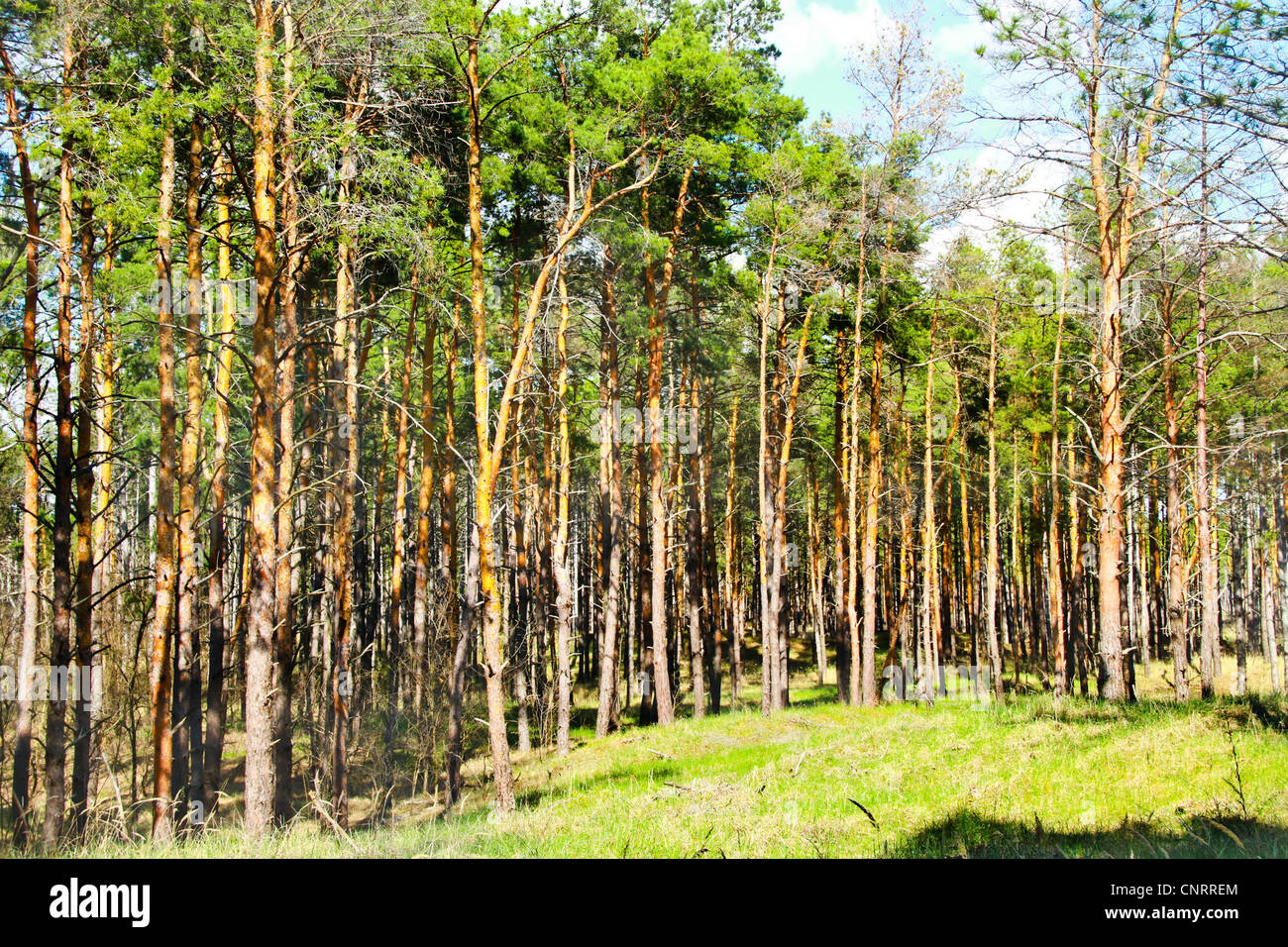 Radura in una foresta immagini e fotografie stock ad alta risoluzione ...