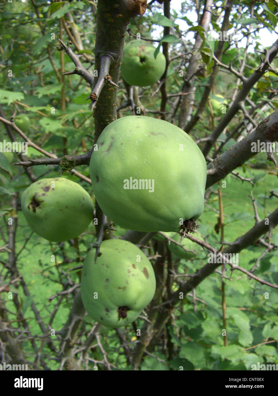 Cinese (mela cotogna Chaenomeles cathayensis), frutta Foto stock - Alamy