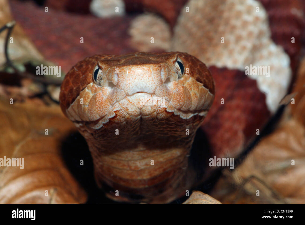 Agkistrodon contortrix contortrix immagini e fotografie stock ad alta ...