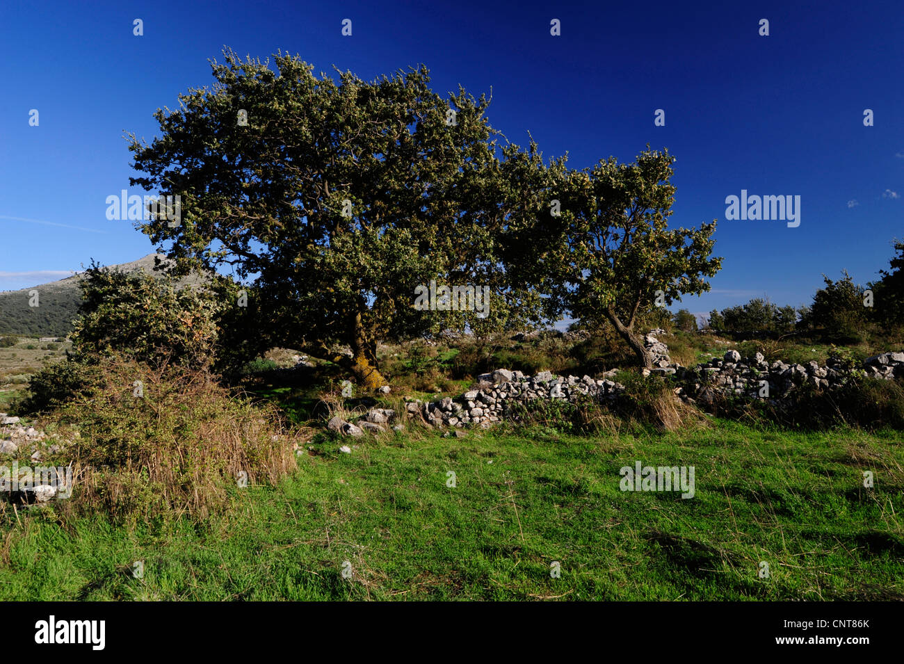 Leccio quercus ilex immagini e fotografie stock ad alta risoluzione - Alamy