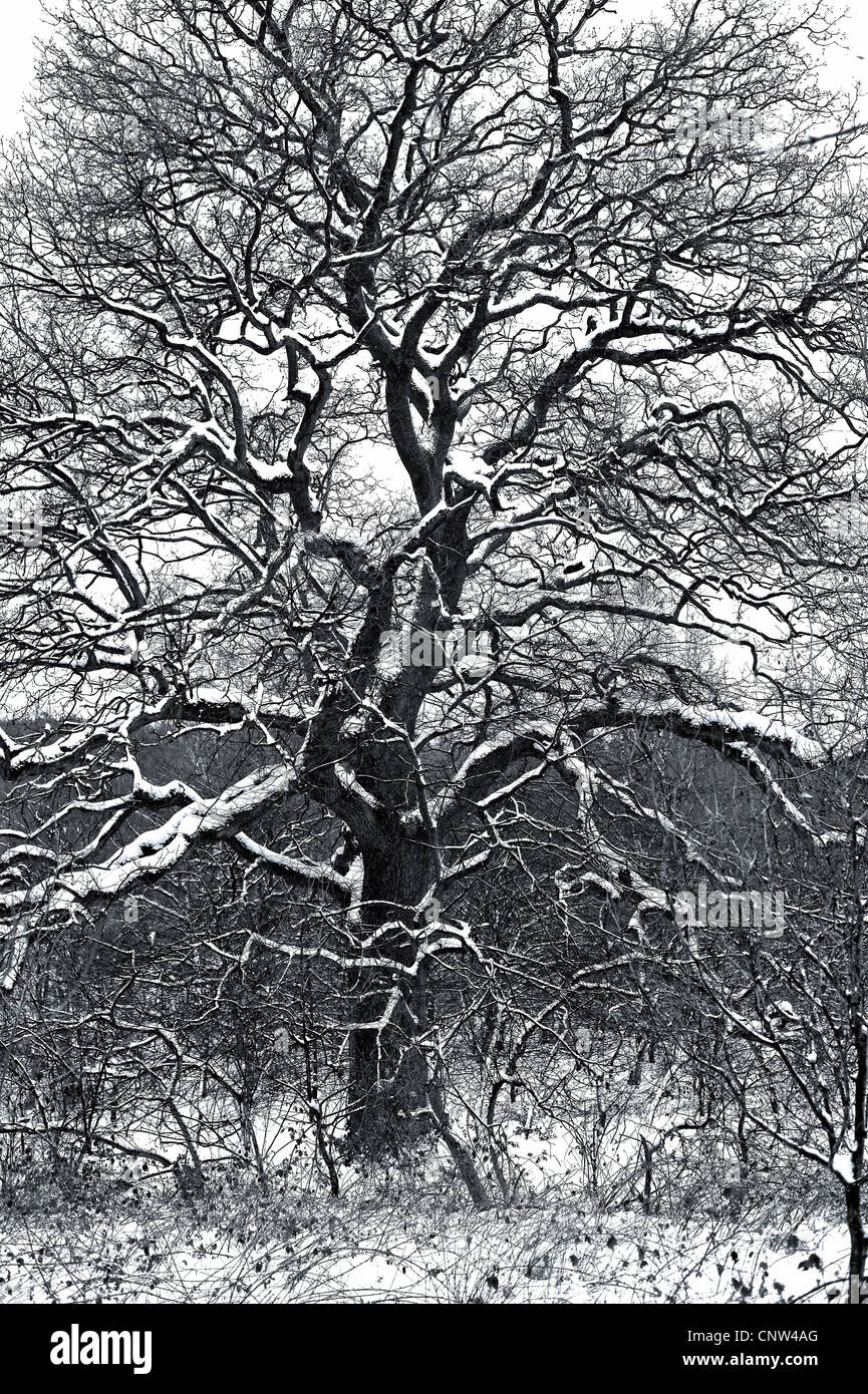 Quercus spec immagini e fotografie stock ad alta risoluzione - Alamy