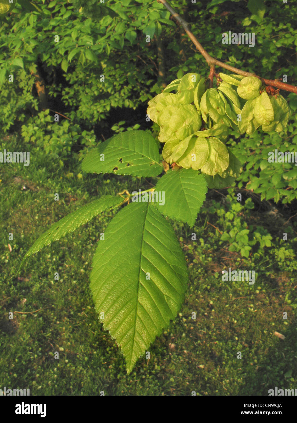 Scotch elm, Wych olmo (Ulmus glabra, Ulmus scabra), il ramo con foglie ...