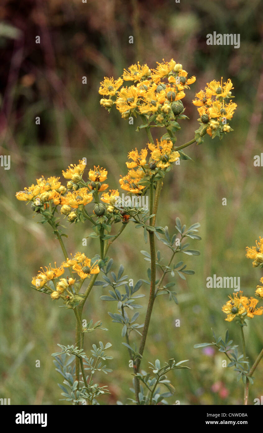 Tena adam ruta chalepensis immagini e fotografie stock ad alta ...
