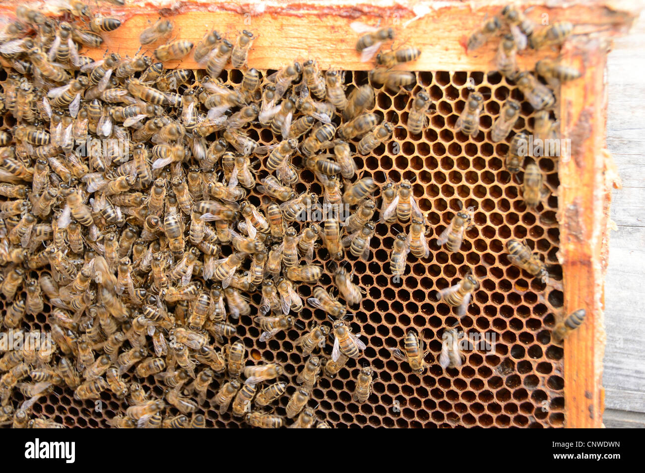 Macro api da miele immagini e fotografie stock ad alta risoluzione - Alamy