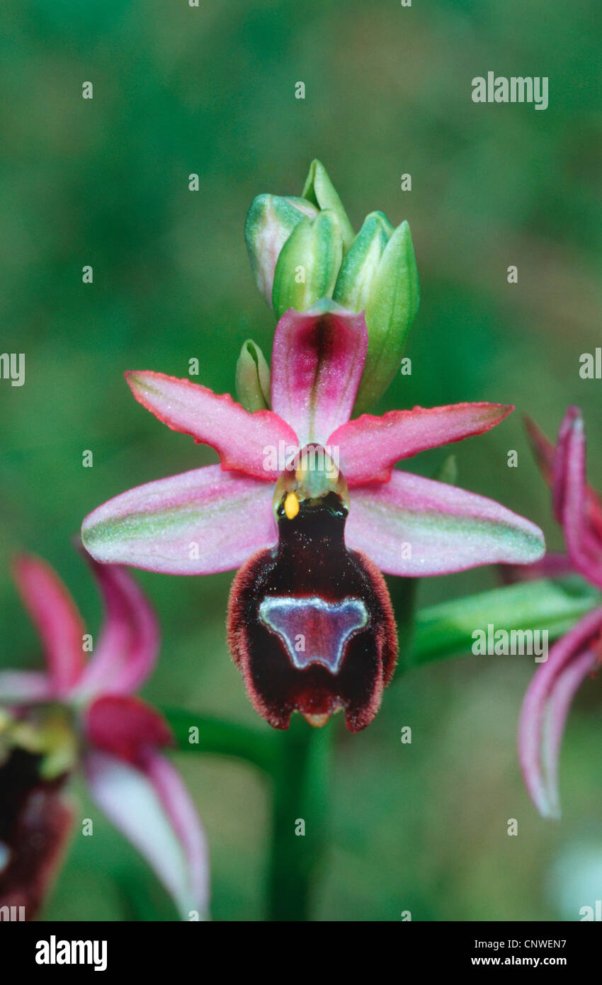 Orchidee autoctone della francia immagini e fotografie stock ad alta ...