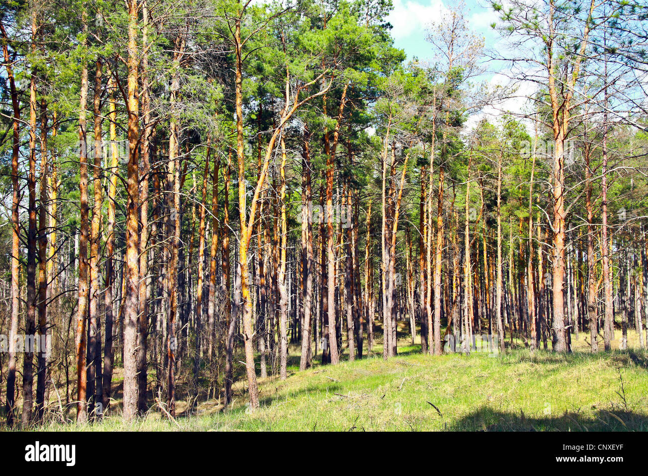 Radura in una foresta immagini e fotografie stock ad alta risoluzione ...