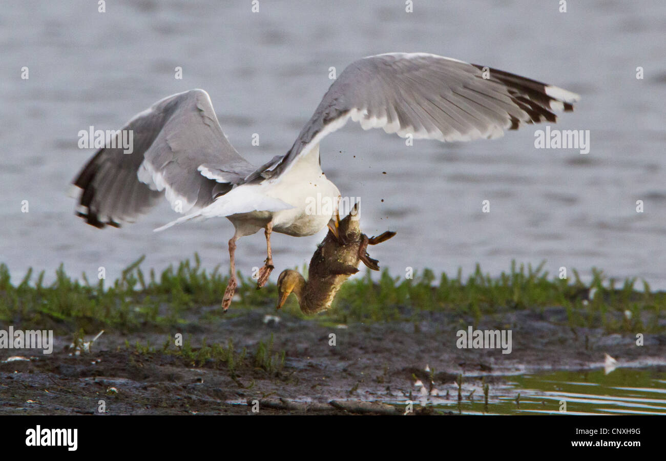 Aringa gabbiano (Larus argentatus), ha catturato un pulcino di anatra ...