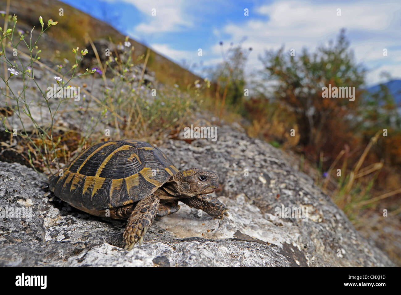 Hermann's tartaruga, tartaruga greca (Testudo hermanni), su una roccia ...
