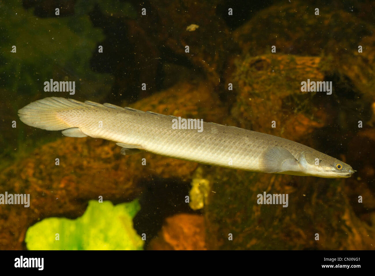 Senegal bichir polypterus senegalus immagini e fotografie stock ad alta ...