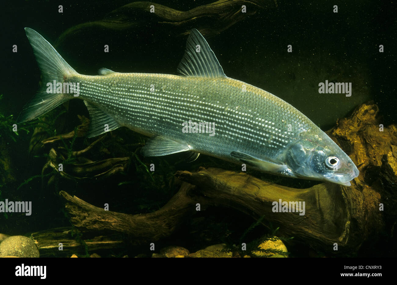 Coregonus widegreni immagini e fotografie stock ad alta risoluzione - Alamy