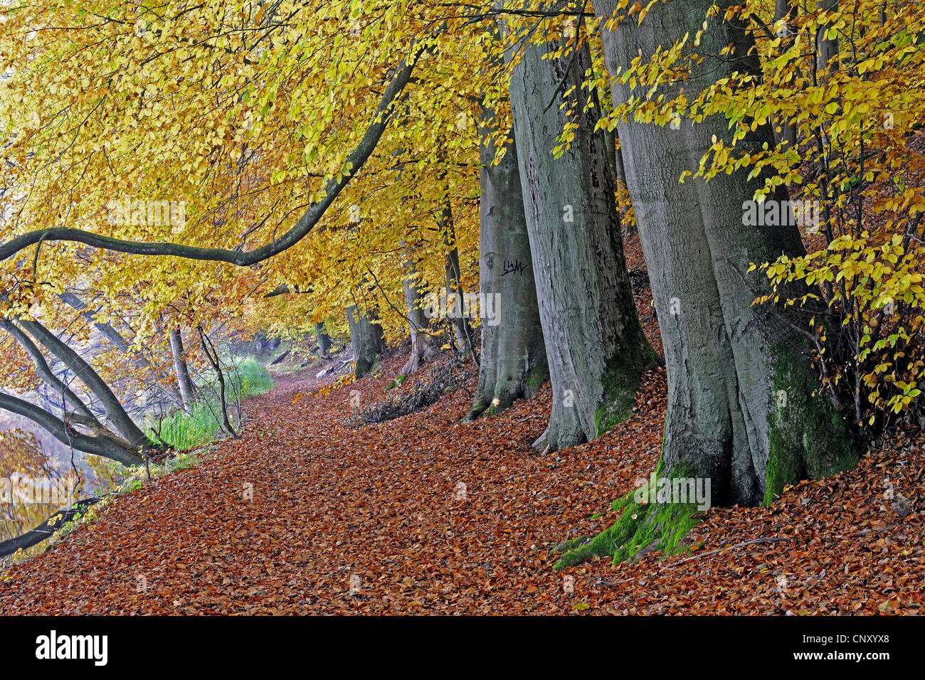 Pavimenti da trekking immagini e fotografie stock ad alta risoluzione ...