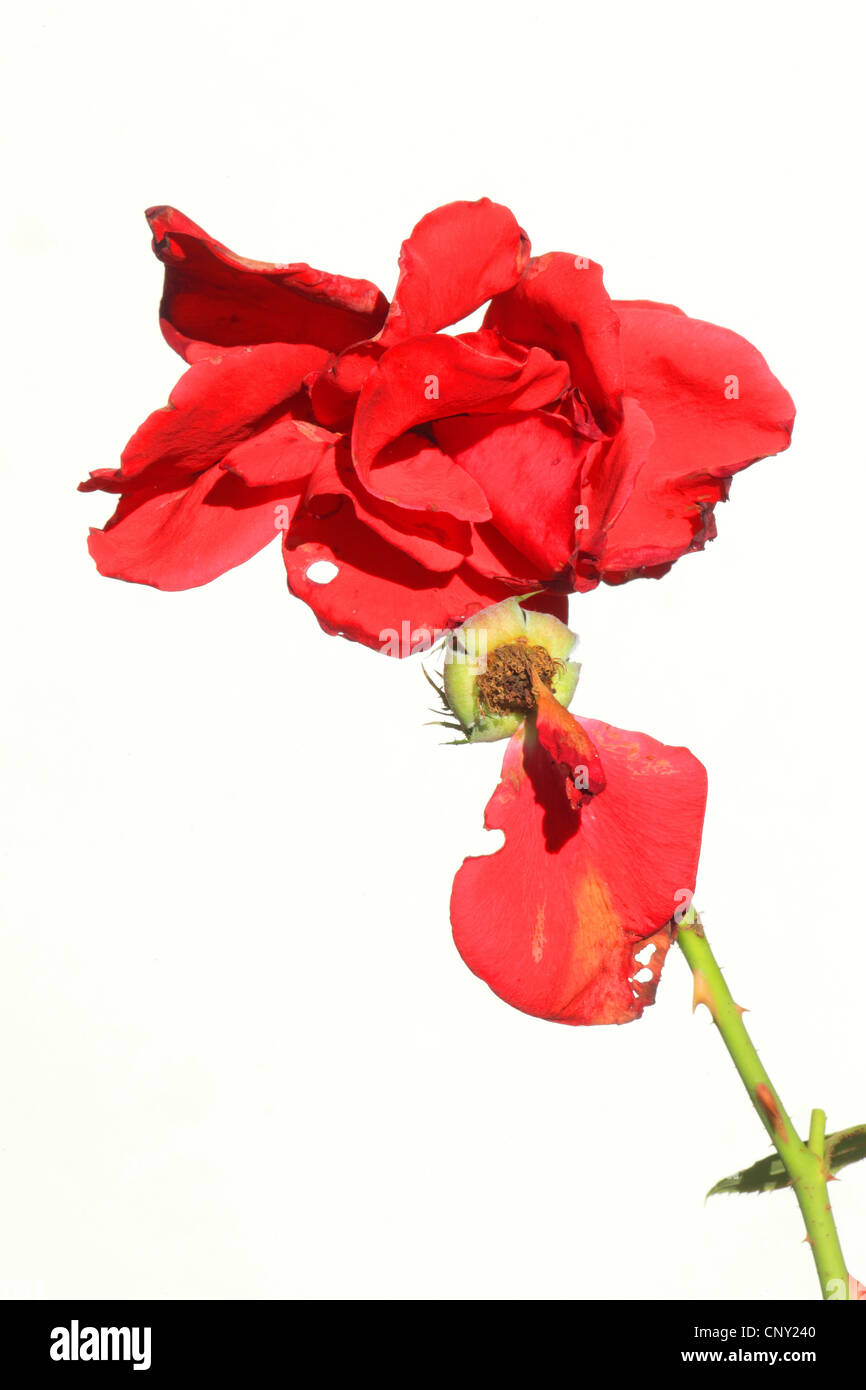 Rosa rossa appassita immagini e fotografie stock ad alta risoluzione ...