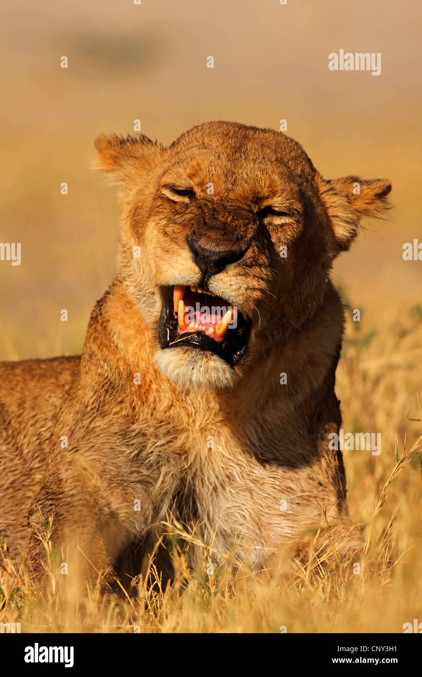 Predatore leonessa leone preda botswana immagini e fotografie stock ad ...