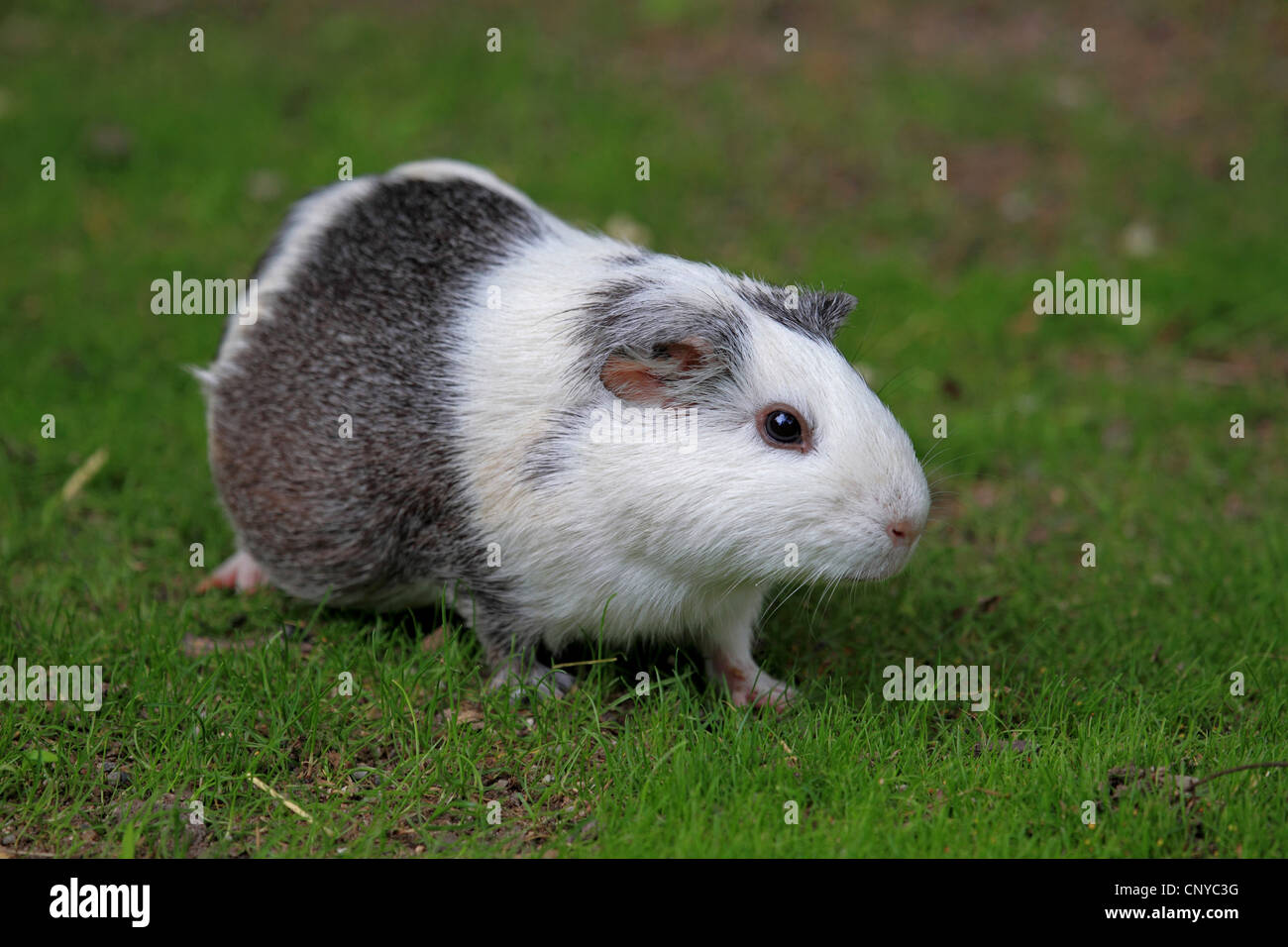 Cavia cavia spec immagini e fotografie stock ad alta risoluzione - Alamy