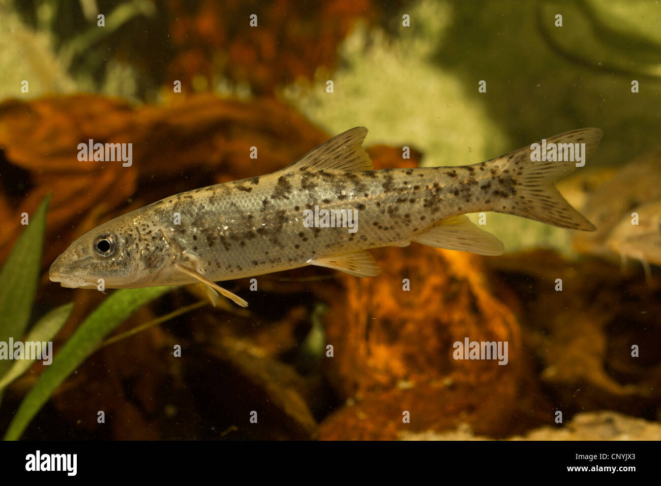 Southern barbo, barbo danubiano (Barbus meridionalis petenyi), maschio ...