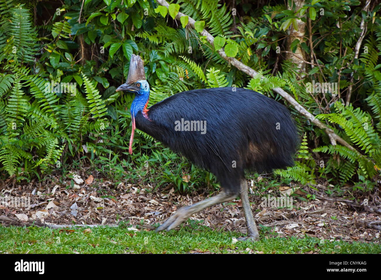 Casuarius casuarius immagini e fotografie stock ad alta risoluzione - Alamy