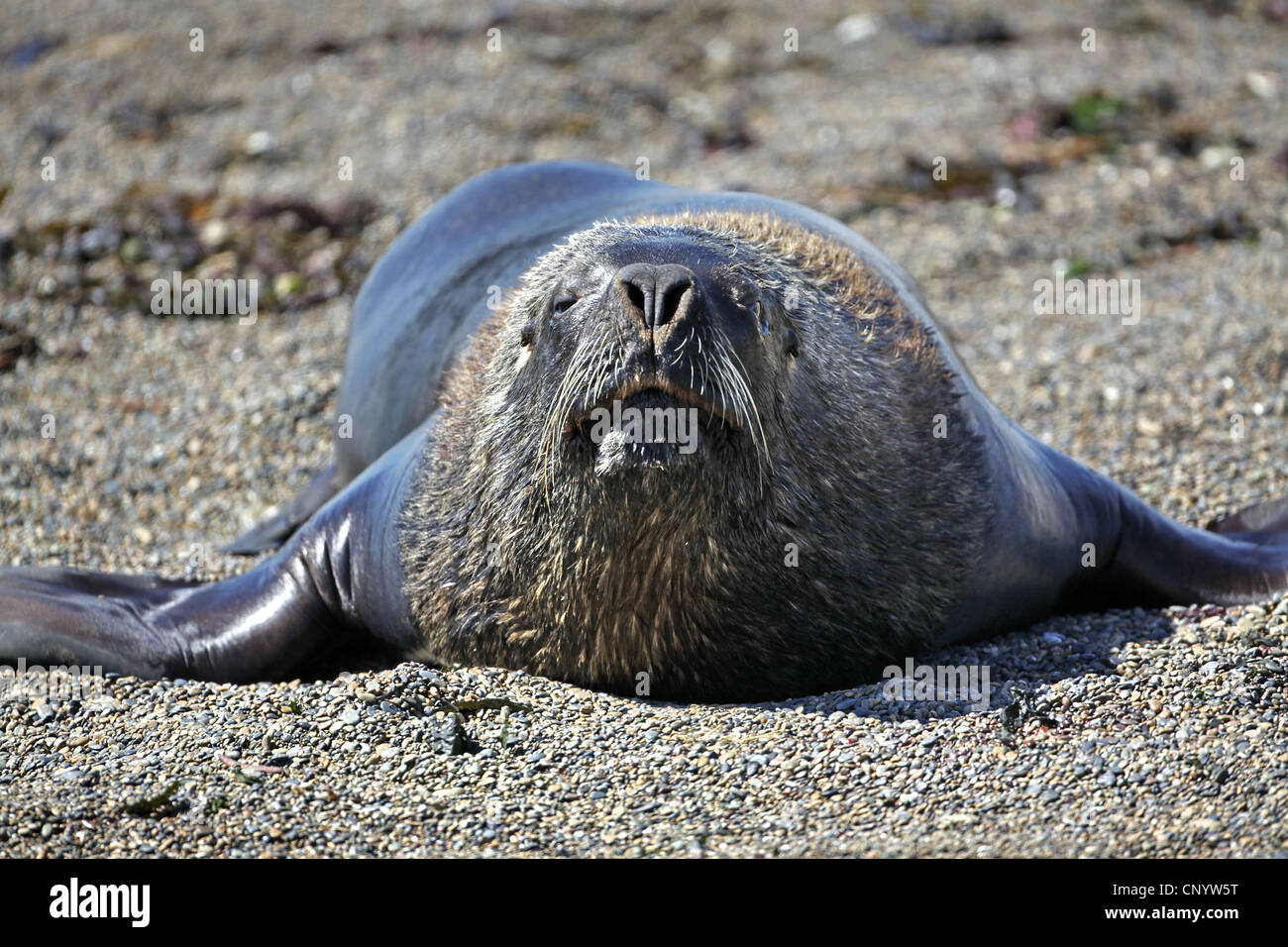 Leone marino sudamericano o leone marino del sud immagini e fotografie ...